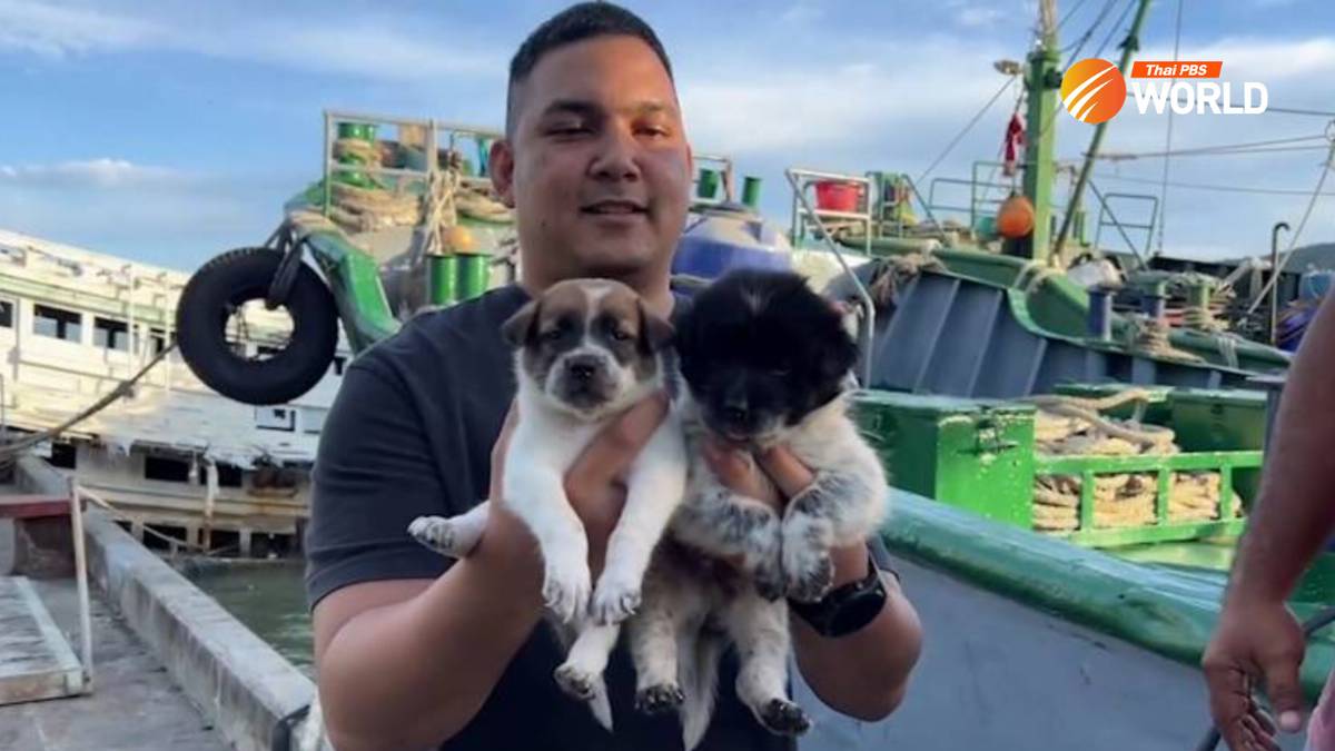 Adoption sought for puppies on oil-smuggling boats | Thai PBS World ...