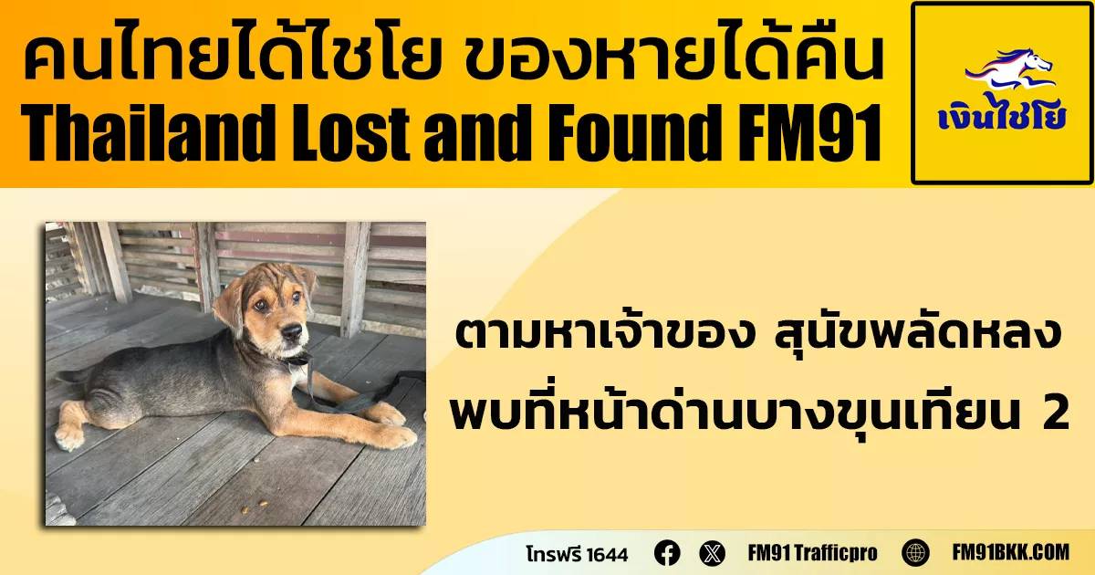 ตามหาเจ้าของ สุนัขเพศผู้พลัดหลง ที่หน้าด่านบางขุนเทียน 2 | สวพ.FM91 | LINE TODAY
