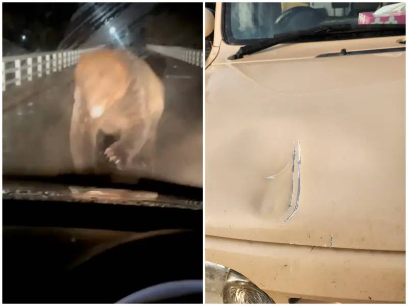 日本巨熊暴走「追著車打」！一掌拍凹引擎蓋 | NOWNEWS今日新聞 | LINE TODAY