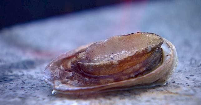 貢寮鮑產季吃現撈！分「九孔、鮑魚」炙烤、滷煮吃法多 | EBC 東森新聞 | LINE TODAY