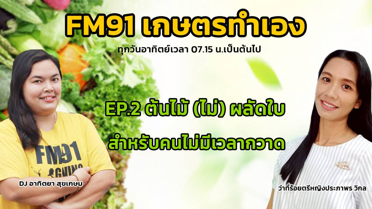 ต้นไม้ (ไม่) ผลัดใบสำหรับคนไม่มีเวลากวาด EP2 : FM91 เกษตรทำเอง : 26 มิถุนายน 2565 | สวพ.FM91 ...