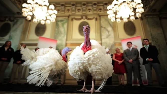 ทรัมป์ ปล่อย ‘ไก่งวง’ วันขอบคุณพระเจ้า เสียดสีพรรคการเมืองคู่แข่ง | JS100 | LINE TODAY