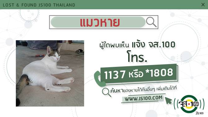 แมวหายจากบ้านพักเส้นคันพนัง-วัดปัจจัญตาราม อ.บ้านแพ้ว จ.สมุทรสาคร ผู้ใดพบเห็นแจ้ง JS100 โทร ...