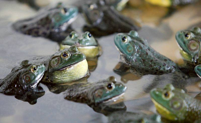 美洲牛蛙和棕樹蛇入侵各地 全世界損失達160億美元 | 路透社 | LINE TODAY