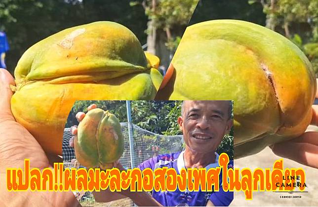 พะเยา แปลก!!ผลมะละกอสองเพศในลูกเดียว | 77kaoded | LINE TODAY