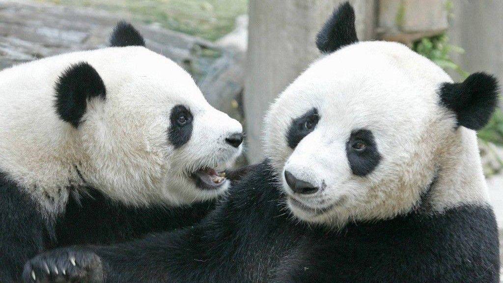 China’s panda diplomacy continues as Thailand awaits new arrivals ...