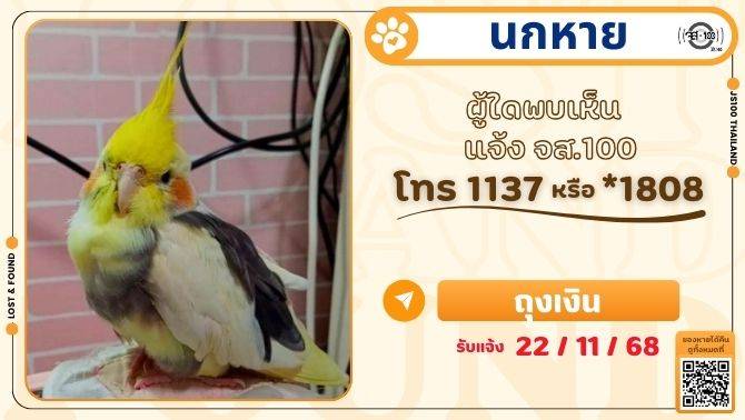 นกหายจากหมู่บ้านเอื้ออาทร1 จ.สมุทรปราการ ผู้ใดพบเห็นแจ้ง JS100 โทร *1808 หรือ 1137 | JS100 ...