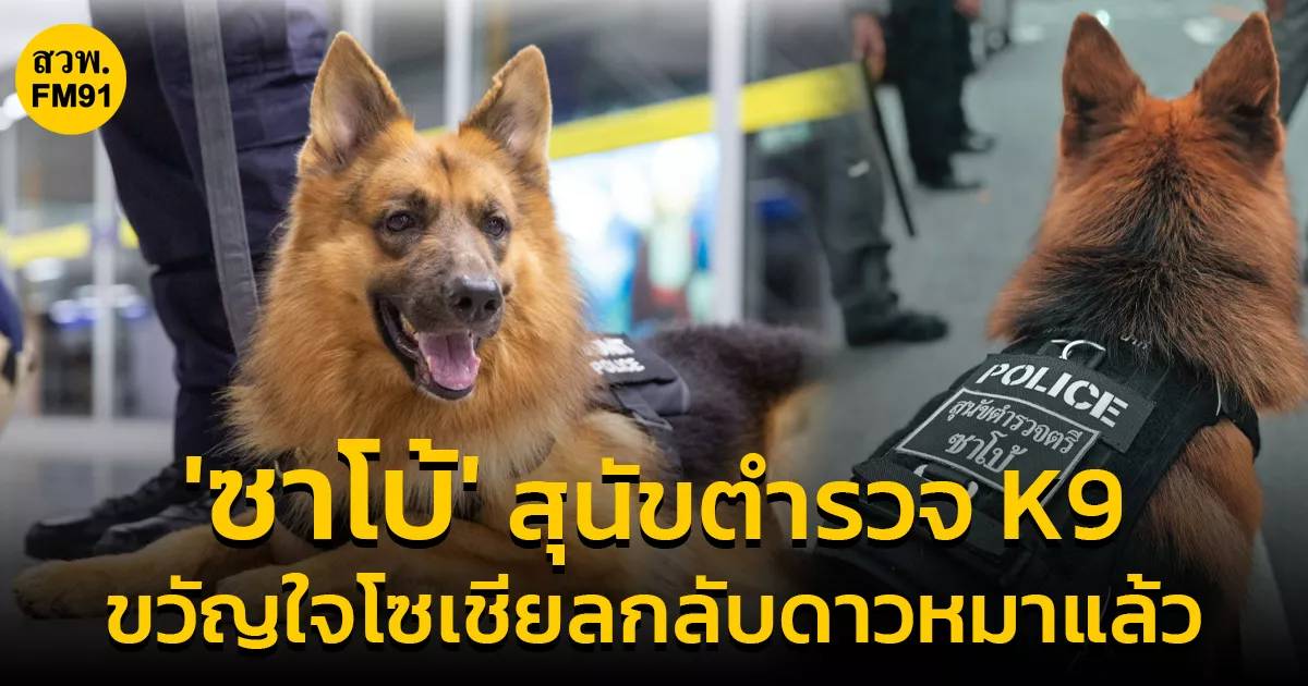โซเชียลอาลัย "ซาโบ้" สุนัขตำรวจ K9 ขวัญใจผู้ใช้รถไฟฟ้า กลับดาวหมาแล้ว ...