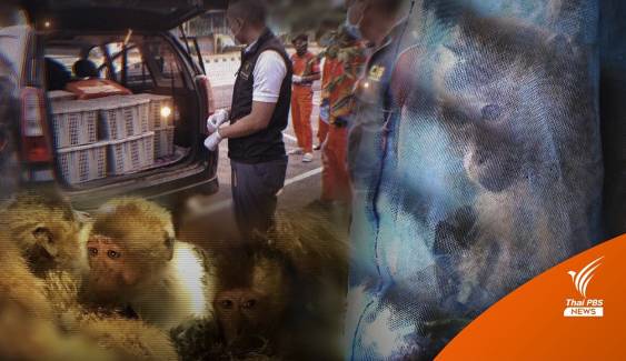 แกะรอยเครือข่ายครอบครัวค้าลิงข้ามชาติ | Thai PBS | LINE TODAY