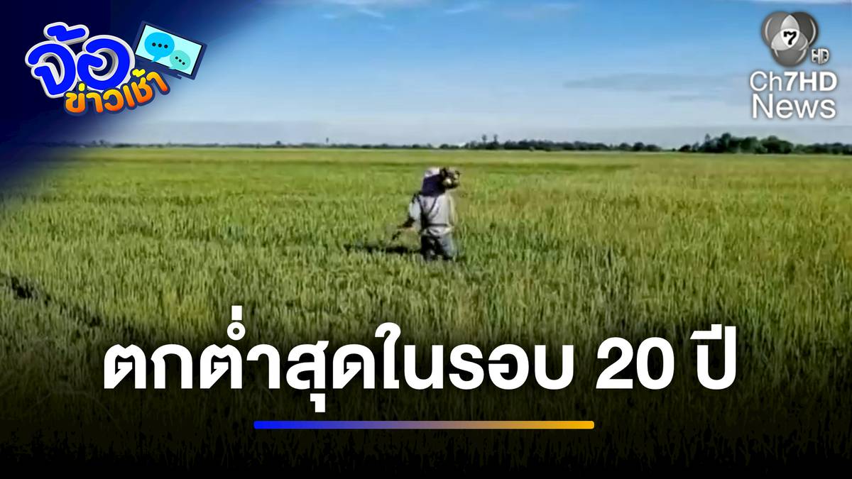 ผักชีแพง พุ่งแตะกิโลกรัมละ 280 บาท ส่วนข้าวตกต่ำสุดในรอบ 20 ปี | จ้อข่าวเช้า | Ch7HD News - ข่าว ...