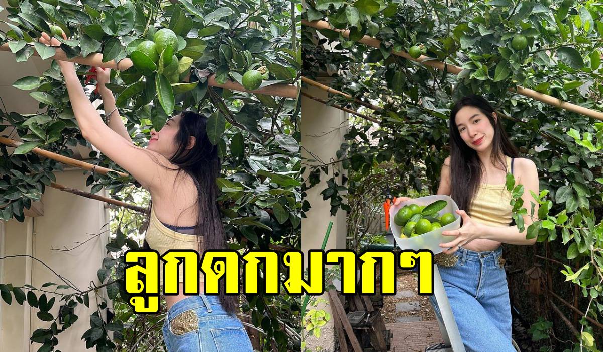 มีความภูมิใจ “เอ้ก บุษกร” ปีนบันได เก็บมะนาวข้างบ้าน ลูกดกเต็มต้น | KaaZip บันเทิง | LINE TODAY