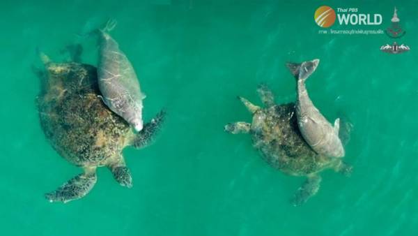 Green sea turtle helps nurture a baby dugong in Dong Tarn Bay area ...