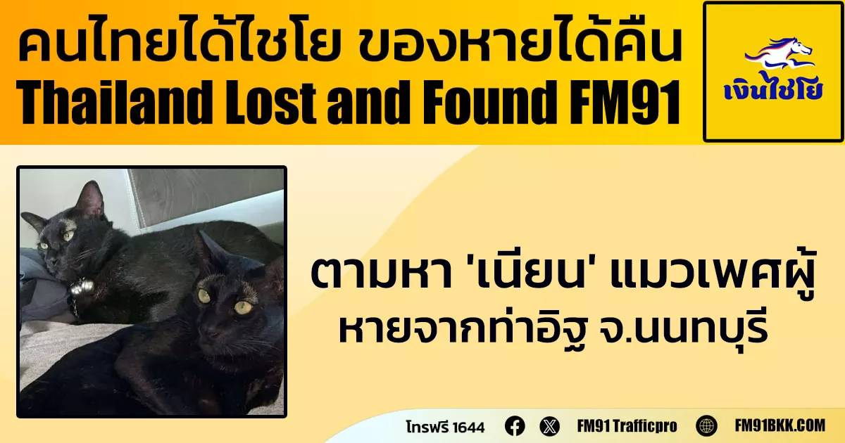ตามหา 'เนียน' แมวพันธุ์ไทย เพศผู้ หายไปจากท่าอิฐ จ.นนทบุรี | สวพ.FM91 | LINE TODAY