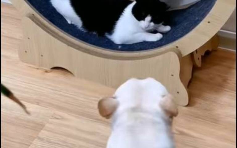 法鬥吵架要人拉！ 完美詮釋狗仗人勢 | Styletc | LINE TODAY