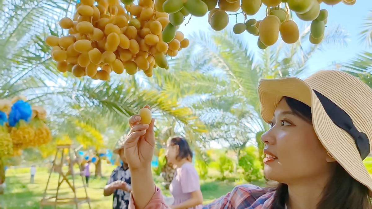 แห่เช็คอิน สวนอินทผลัมสุขสมใจ เด็ดกินสดใต้ต้น หวานกรอบสุดฟิน | 77kaoded | LINE TODAY