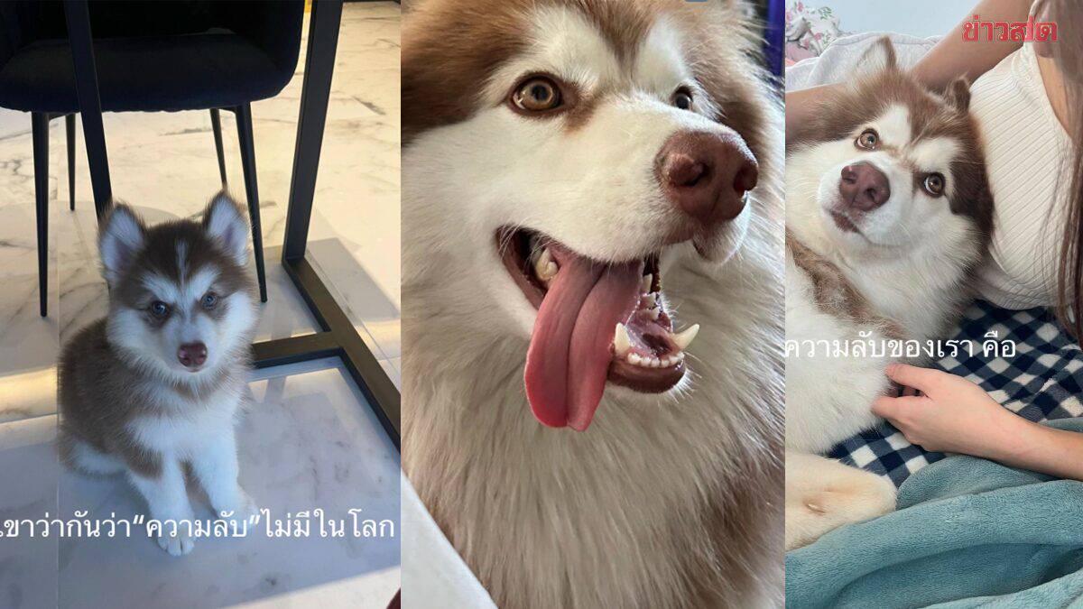 คนรักหมาเช็กด่วน! สาวเผย เกือบเสียน้องหมาสุดรักไป เพราะมีสิ่งนี้ในบ้าน | Khaosod | LINE TODAY