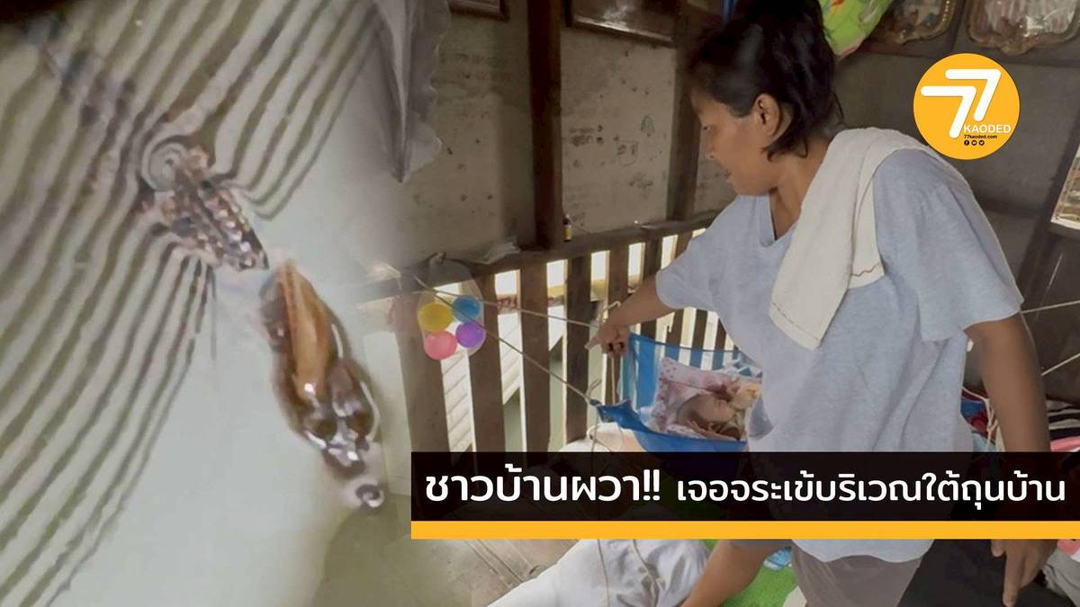 ชาวบ้านผวาเจอจระเข้บริเวณใต้ถุนบ้าน หลังอยู่มา 30 กว่าปี พึ่งเคยเจอ | 77kaoded | LINE TODAY