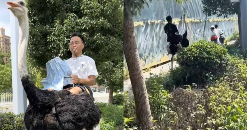 陸男騎鴕鳥爆紅！時速可達80公里「續航驚人」 網驚：真正新能源 | CTWANT | LINE TODAY