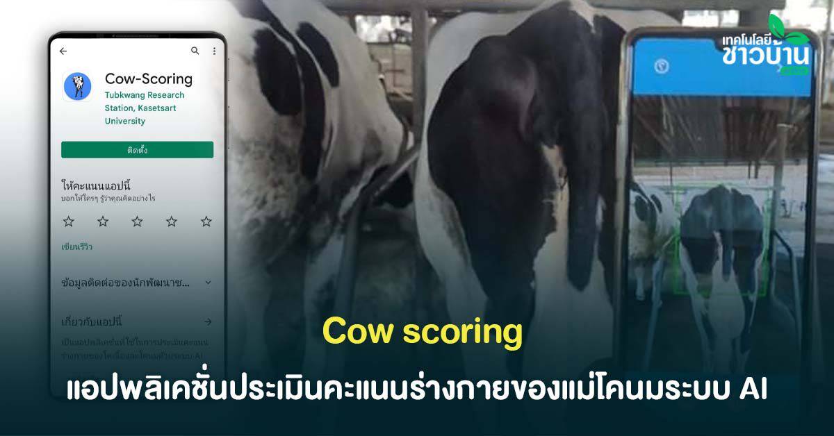Cow scoring แอปพลิเคชั่นประเมินคะแนนร่างกายของแม่โคนมระบบ Al ...