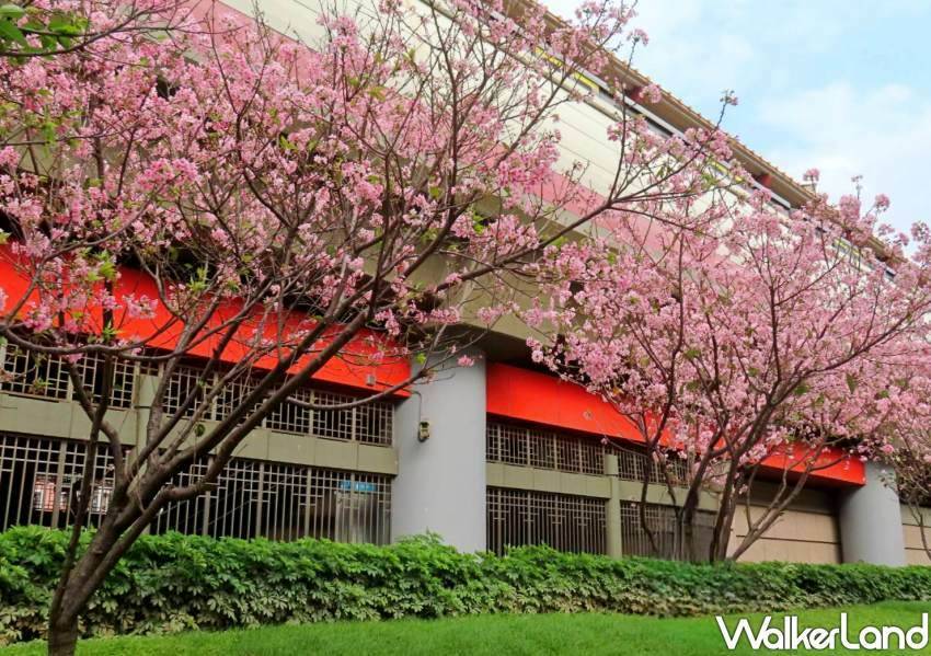 捷運出站就到！台北最方便賞櫻秘境「北投櫻花步道」大滿開，一出站就有「粉嫩櫻花」發IG限動。 | WalkerLand 窩客島 | LINE TODAY