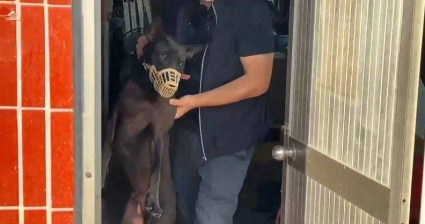 吃平安宴竟遭惡犬撲倒猛咬 1歲男童臉縫百針恐失明 | CTWANT | LINE TODAY