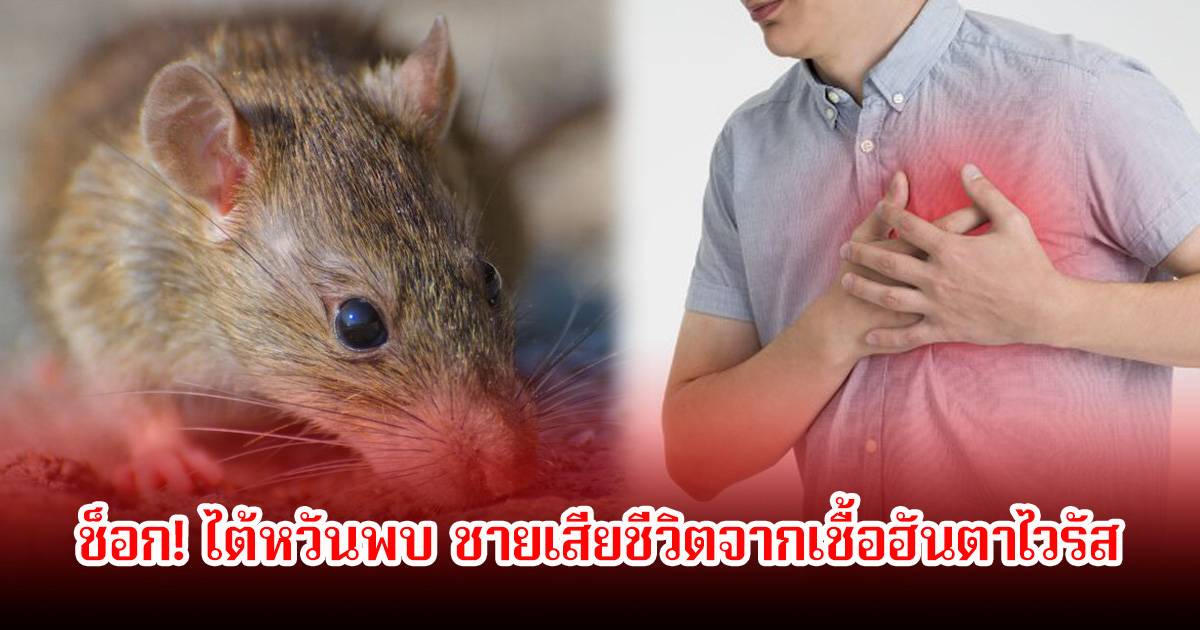 Taiwan Reports First Hantavirus Death: High Fatality Rate - What Thai ...