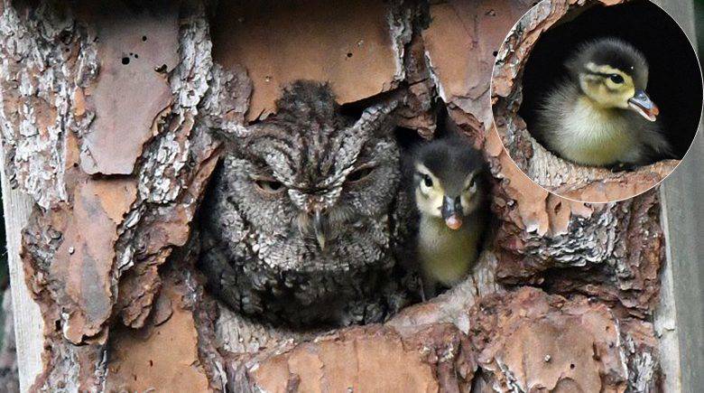 นกฮูกเลี้ยงลูกเป็ดป่า คาดแม่ตัวจริงวางไข่ไว้ให้กก เพิ่มโอกาสสืบทอด | Khaosod | LINE TODAY