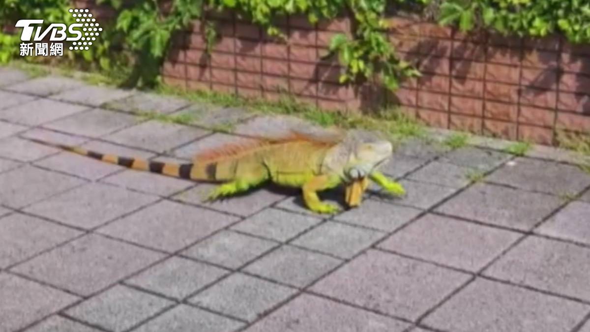 綠鬣蜥氾濫 農業部祭「狩獵金」大隻給800元 | TVBS | LINE TODAY