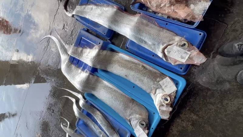 也太巧！ 台東平安夜6.1地震前 一次捕獲3尾地震魚 | 自由電子報 | LINE TODAY