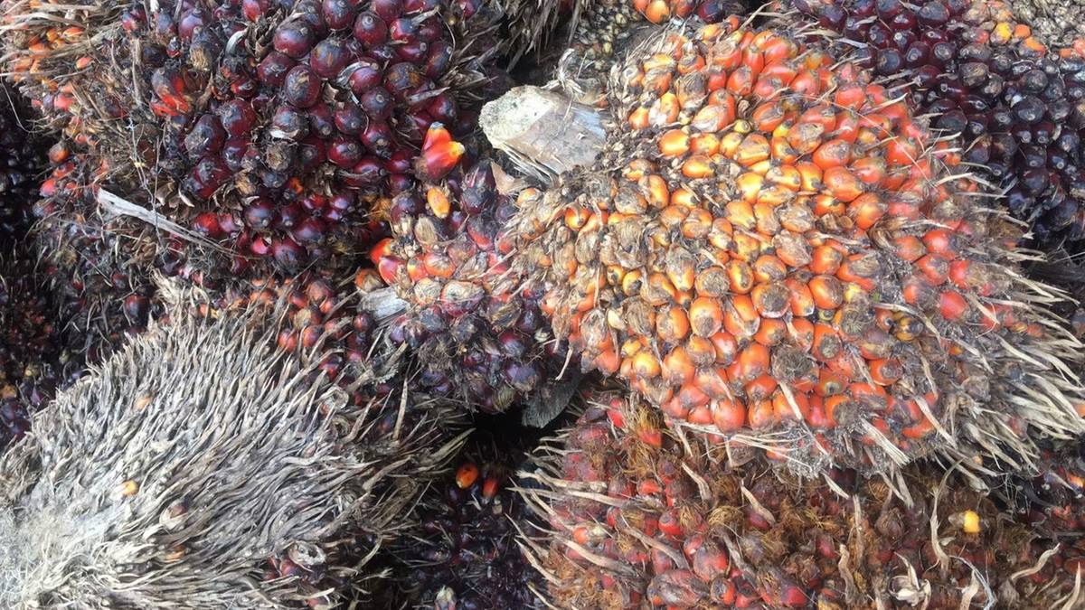 กระทรวงพาณิชย์ ชี้ราคาผลปาล์มเริ่มแผ่ว หลังปรับสูตรลดน้ำมัน B7 เพิ่ม B5 ...